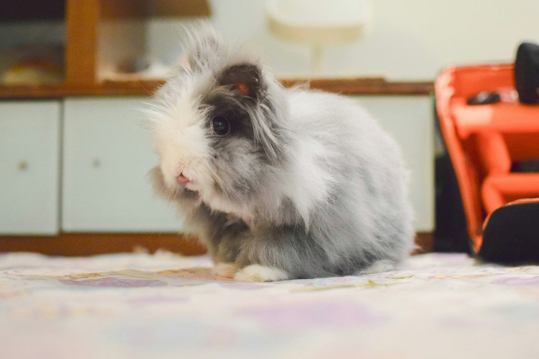 Rabbit Common Illnesses – Rabbits Australia